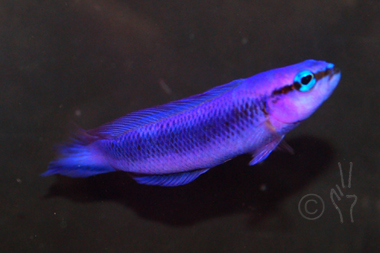 Indigo Dottyback - Captive Bred - Pseudochromis sankeyi x fridmani